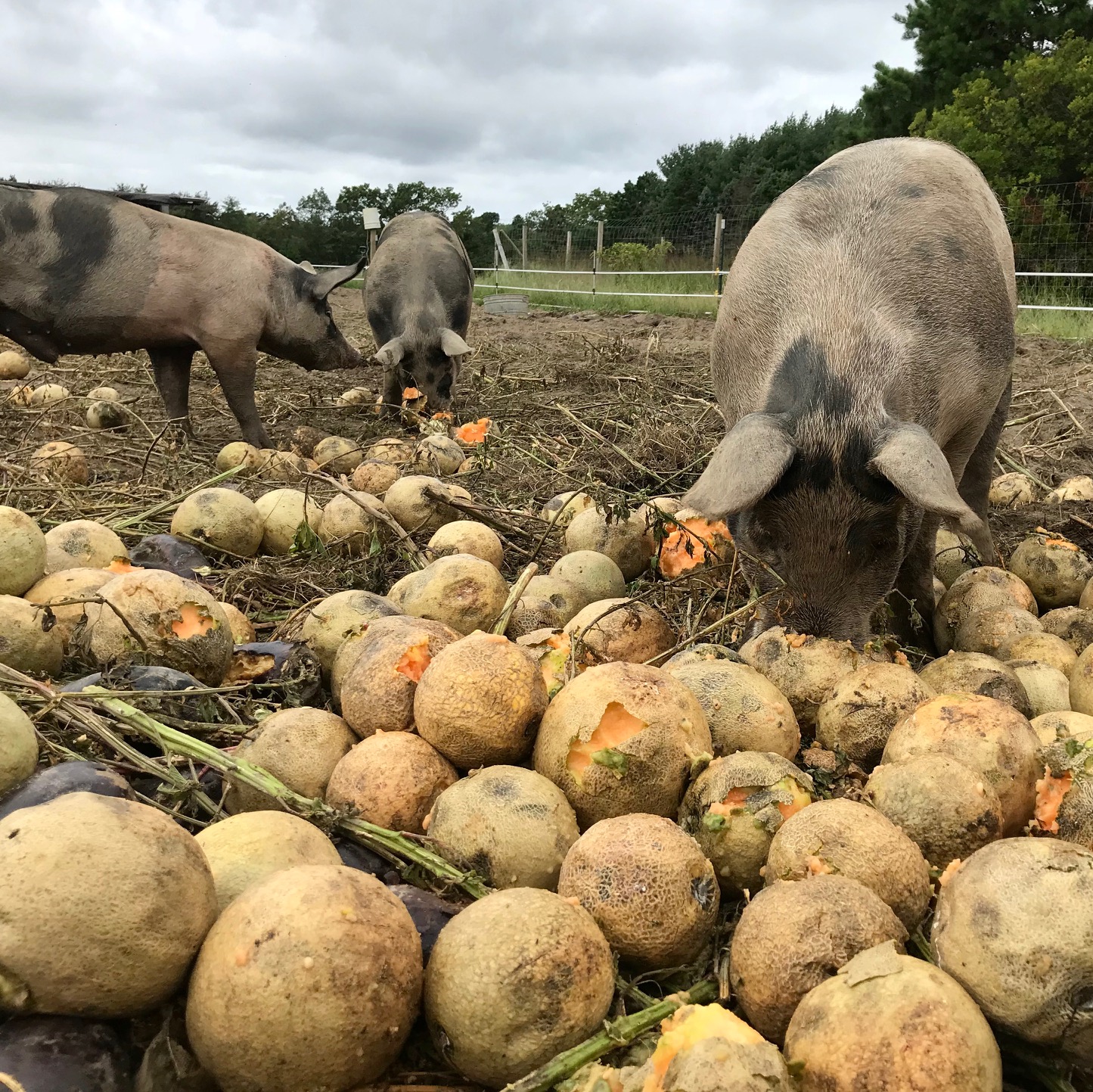 Week 12 CSA – crops, payments, farm happenings - Farm Happenings at B&B ...