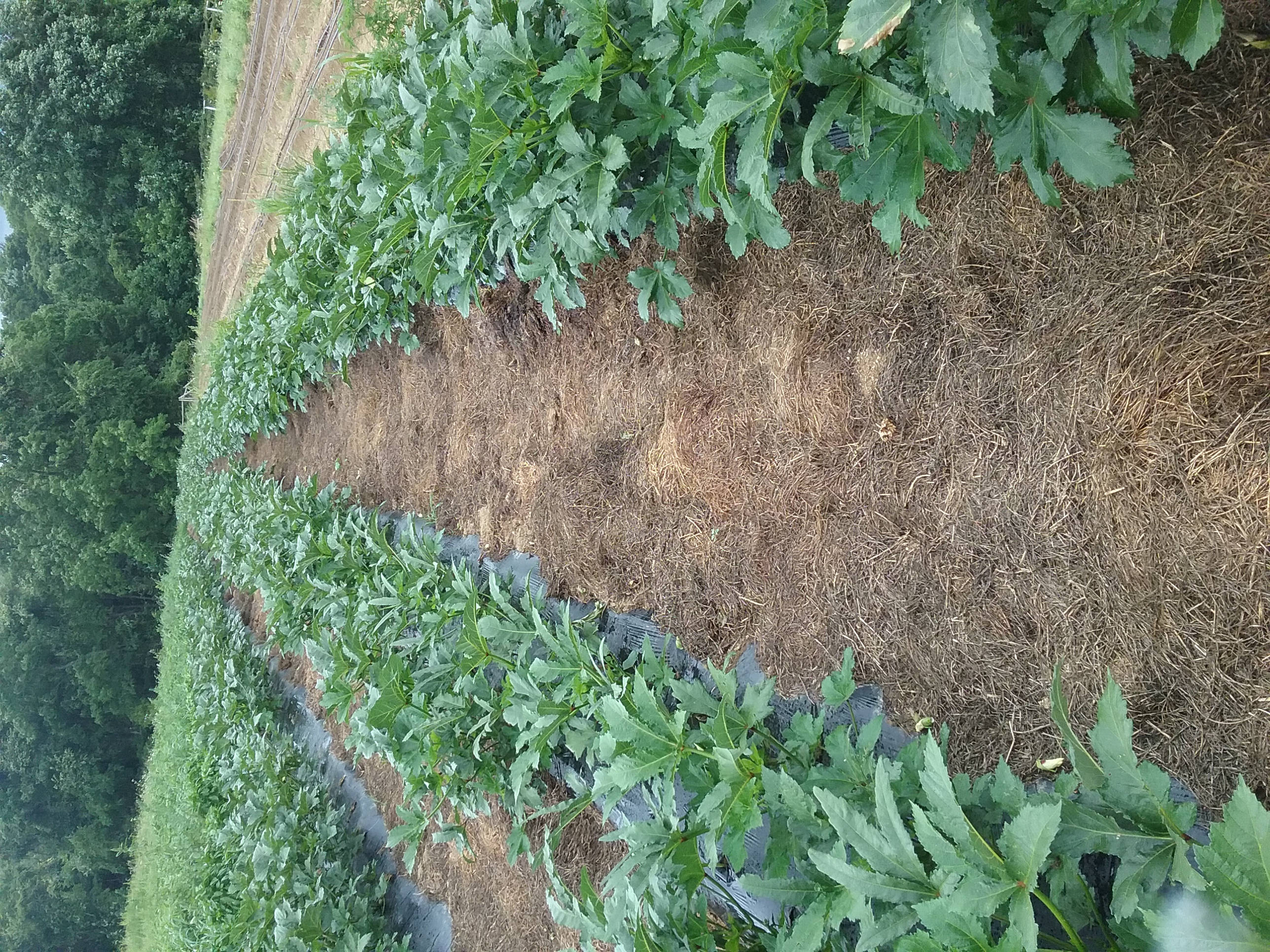 Livin' la Vida Okra! - Farm Happenings at Jade Family Farm - Harvie