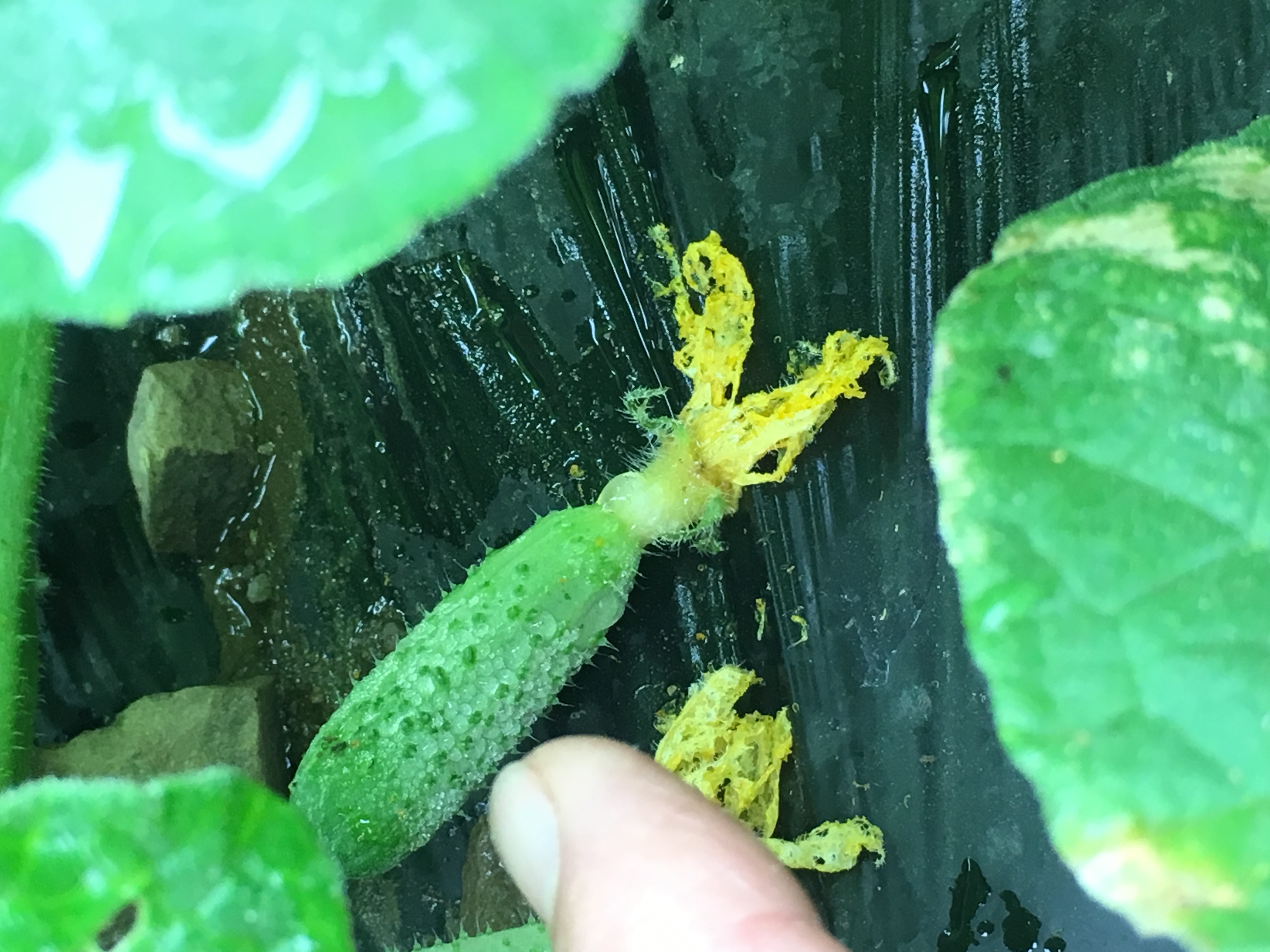 Peas are the BEST!And baby cukes at the CUTEST! - Farm Happenings at ...